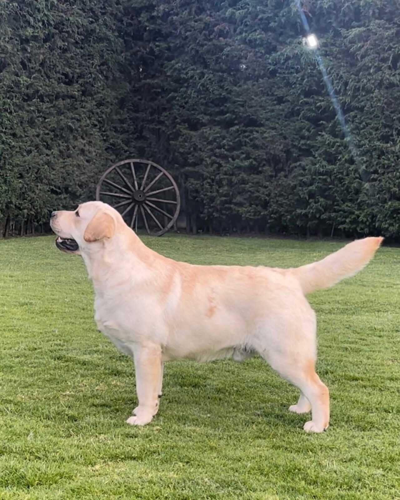 MARINE - Loretta Retrievers